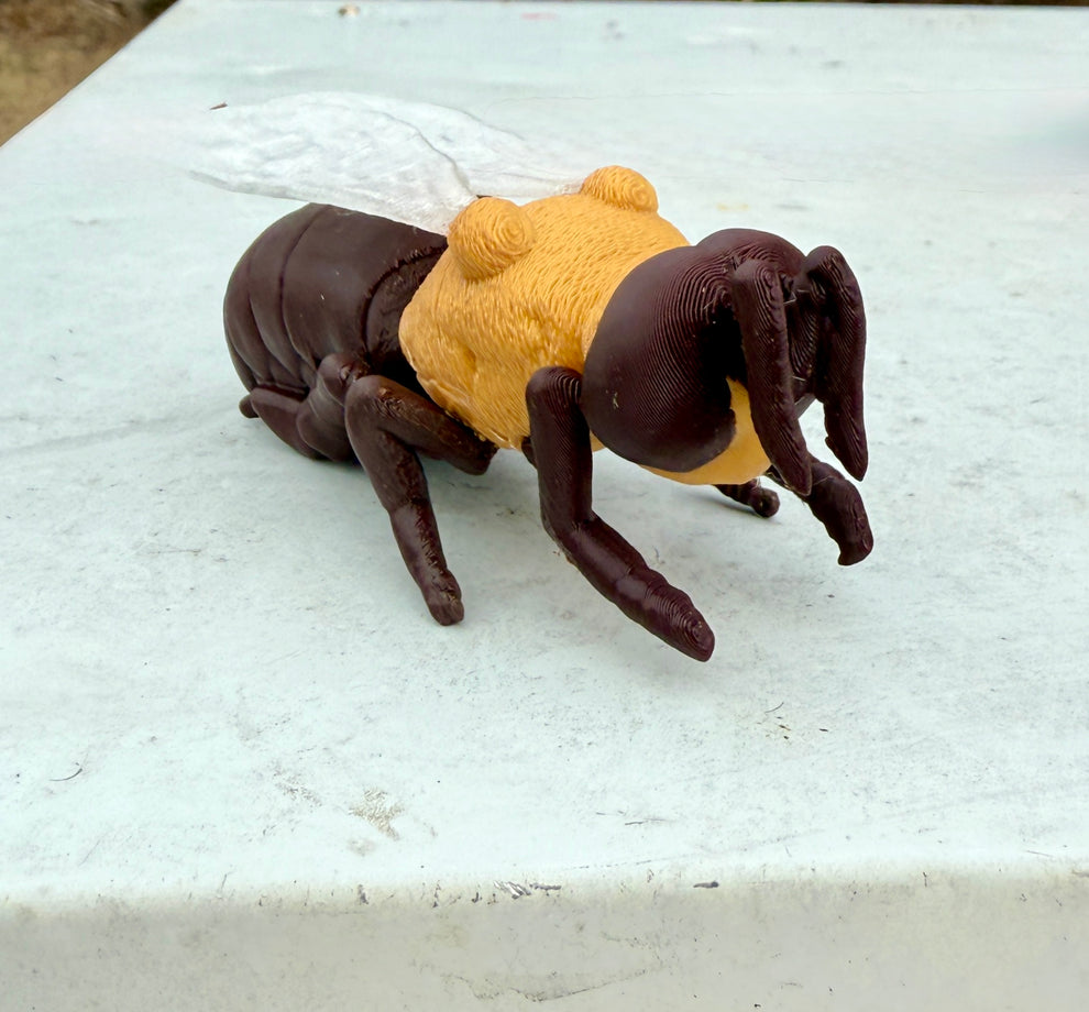 Honey bee drone – Aperture Apiary